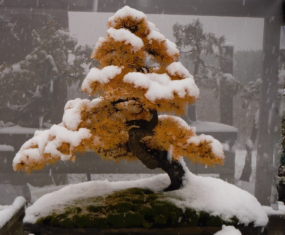 Dean Bull-Bonsai Artist - aboutNORTH
